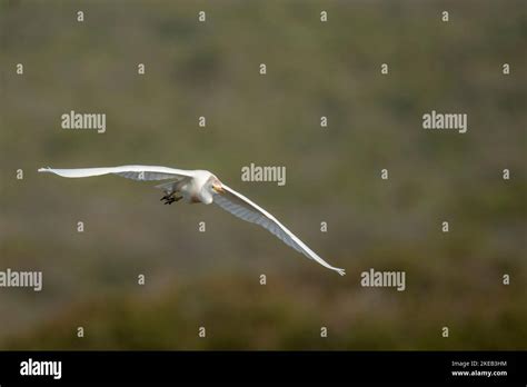 Western Cattle Egret Bubulcus Ibis In Flight Flying Western Cape South Africa Stock Photo