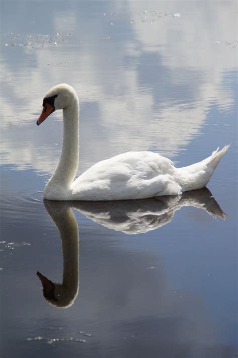 Free Images Wing Lake Pond Swim Reflection Beak Fauna Mirror