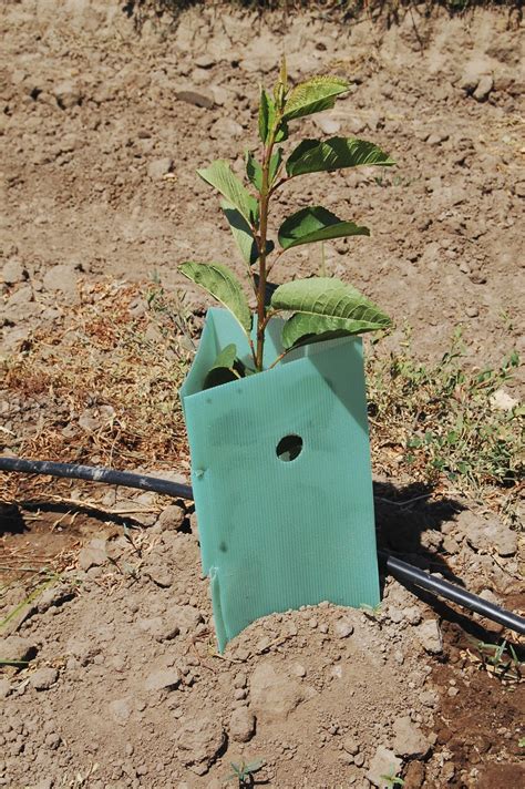 Protectores Para Plantas Bioland Sa