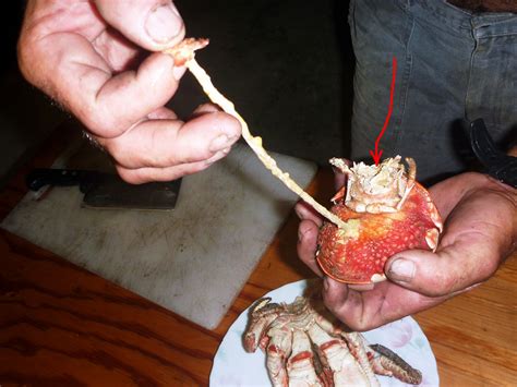 Cooking Coconut Crab Edible Anime Photoshop