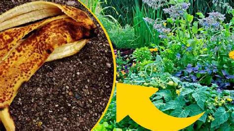 Jardin Pourquoi Vous Devez Absolument Jeter Des Peaux De Banane Dans Le Sol