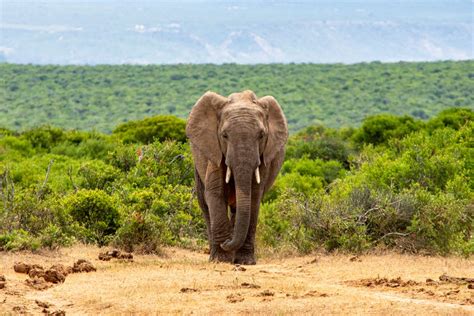 Tips And Techniques For Managing Mutexes In Postgresql Minervadb