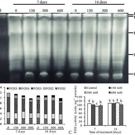 Total Enzyme Activity Units Mg 1 Protein Of Apx A And Gr B In The