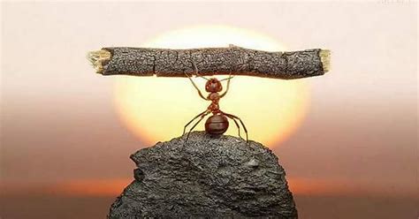 Ant Album On Imgur