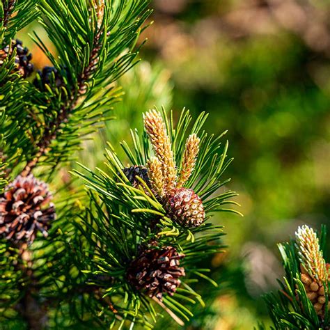 Caribbean Pine Tongue And Groove H Service World