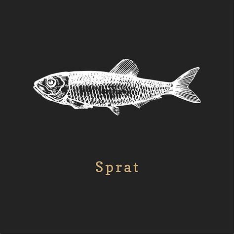 검은 배경에 Sprat의 그림 벡터에서 물고기 스케치 통조림 항아리 스티커 가게 레이블 등에 사용되는 조각 스타일로 그려진
