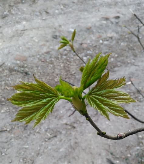 The Parable Of The Budding Fig Tree Part 2