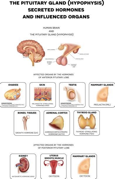 810 Pituitary Gland Illustrations Royalty Free Vector Graphics Clip Art