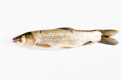 Grass Carp Asian Carp Canada