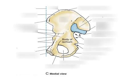 Medial View Of Pubic Bone Diagram Quizlet