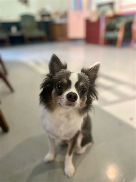 장모치와와 대장이 강아지 책임분양 ️입양완료 강아지•고양이입양 강아지보호소 고양이보호소 무료분양 아이조아보호소