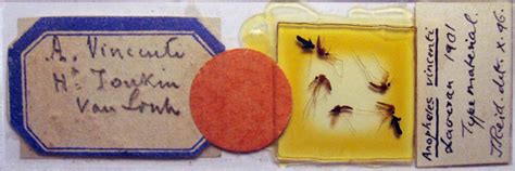 The Microscope Slide Bearing The Syntypes Of Anopheles Vincenti