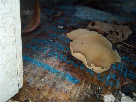 Id Help Growing On Old Slug Infested Cardboard In The Scottish