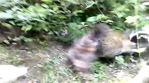 دعوای سگ و خوک1