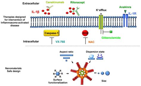 NLRP3 Inflammasome Activation Induced By Engineered Nanomaterials