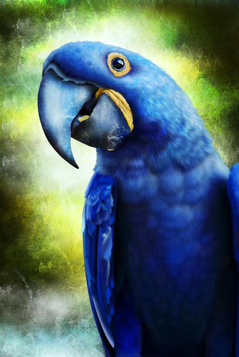 Hyacinth Macaw By Doormouse1960 On Deviantart