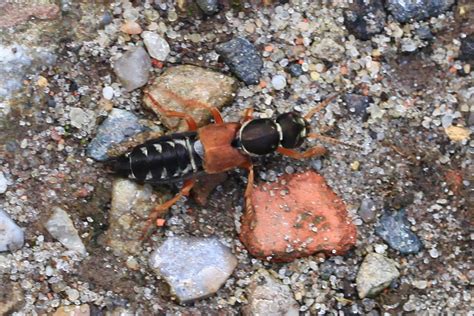 Kurzflügler Staphylinidae auf Libellen und Naturfotos von Gisela