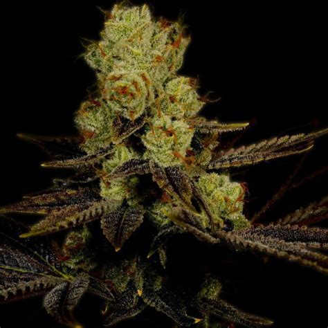 Buy La Confidential Feminized Seeds By Premium Cultivars In America