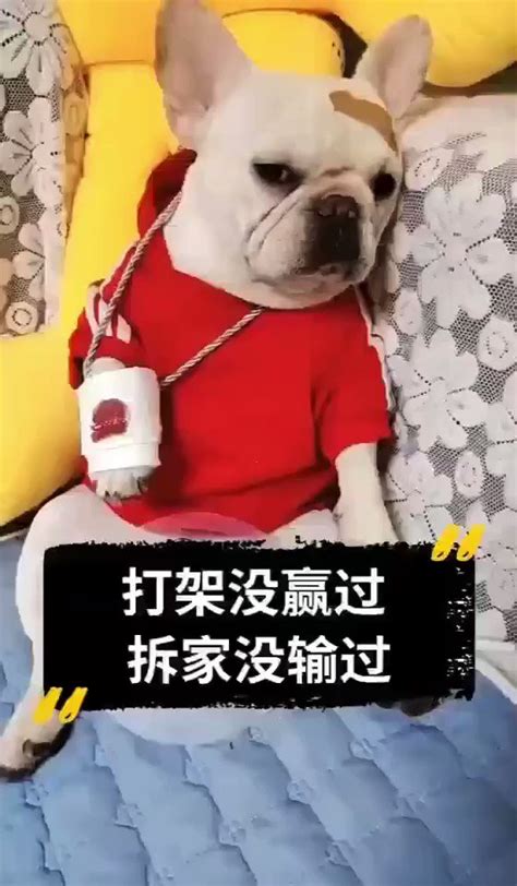 网络国赵无界 on Twitter 想和你看着日出落日只谈微风和晚霞只是你嘴呔硬 https t co SXOHwTRSkQ
