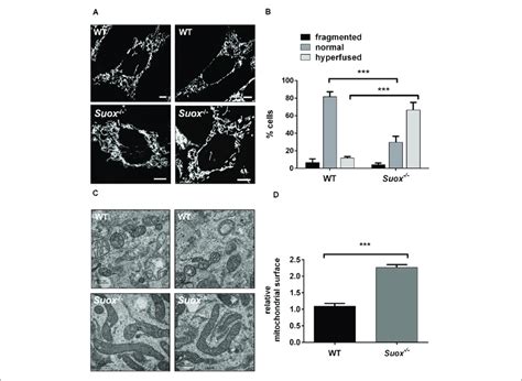 Mitochondrial Morphology In Suox −− Mefs A Visualization Of The