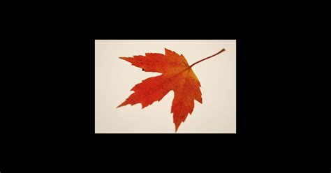 Maple Leaf Original Photography Sticker Teepublic