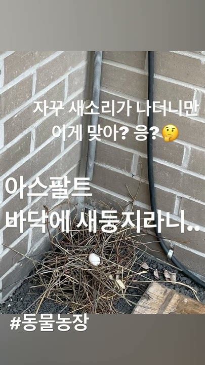 아스팔트 바닥에 새 둥지🫢 Youtube