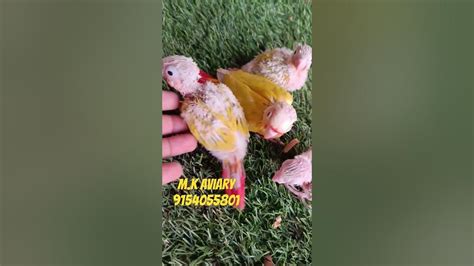 Suncheek Conure Red Factor Youtube