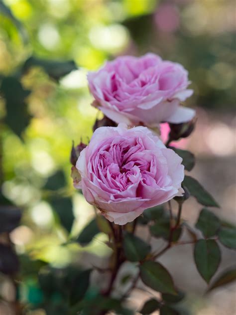 Mme Ernest Calvat Historische Rosen Schütt