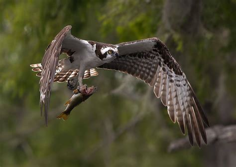 Osprey With Prey Скопа с добычей Photographer Elizabeth Etkind