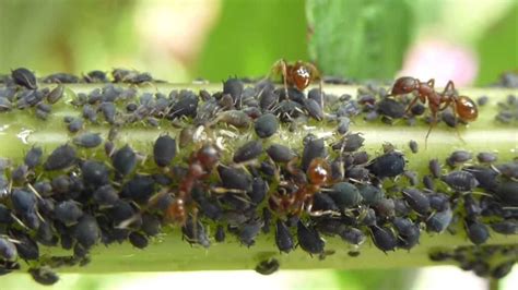 The Ultimate Guide To Okra Pests Identification And Control Measures