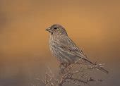 Free Picture Side House Finch Bird Sitting Branch Carpodacus