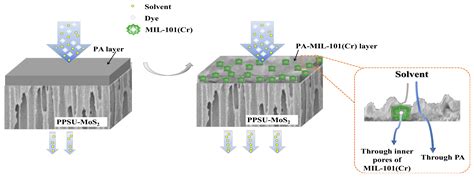 Organic Solvent Effect On Cell Membrane At Evelyn Mcelroy Blog