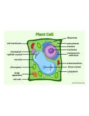 Exploring The Structure And Functions Of Plant Cells Membrane Course Hero