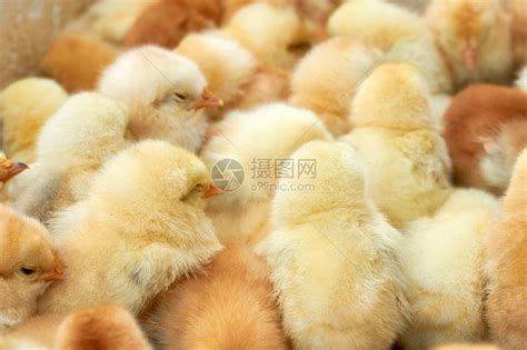 一只刚出生的鸡被一个小鸡高清图片下载 正版图片504613201 摄图网