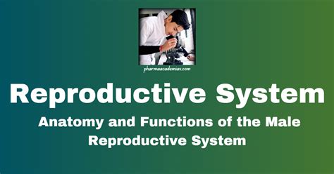 Reproductive System Anatomy And Functions Of The Male Reproductive