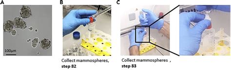 Key Steps Of Mammosphere Collection A Representative Image Of