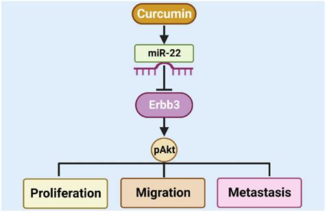 Mir 22 Suppresses Metastasis In Rb Download Scientific Diagram