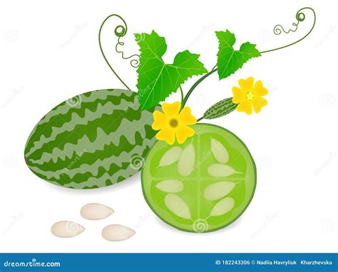 Melothria Scabra Aka Cucamelon Or Mouse Melon Whole Fruit With Half And Flower Stock Vector