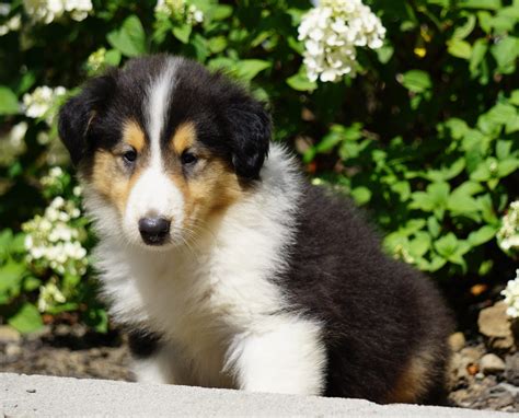Lassie Collie For Sale Fredericksburg Oh Male Dakota Ac Puppies Llc