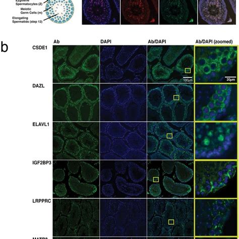 TNP1 TNP2 And Candidate RNA Binding Proteins Are Expressed In