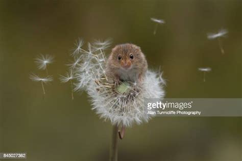 Smallest Mouse Fotografías E Imágenes De Stock Getty Images