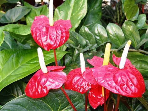 Best Anthurium Varieties You Can Grow At Home Plantly