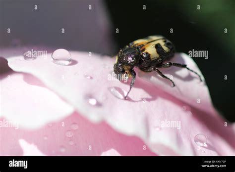 This Title Describes An Image Of A Beetle Drinking Water From A Flower