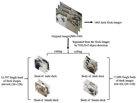 A Two Stage Method To Detect The Sex Ratio Of Hemp Ducks Based On