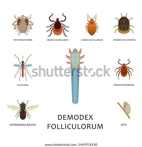 Human Skin Parasites Housing Pests Insects 스톡 일러스트 1445976140