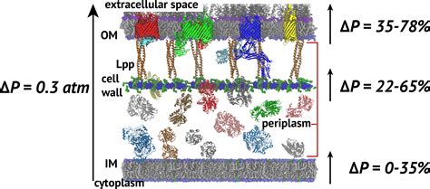 Bacterial Cell Wall Simbac Simulations Of Bacterial Systems