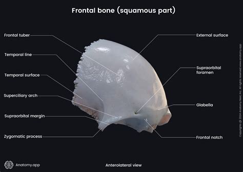 Frontal Bone Encyclopedia Anatomyapp Learn Anatomy 3d Models
