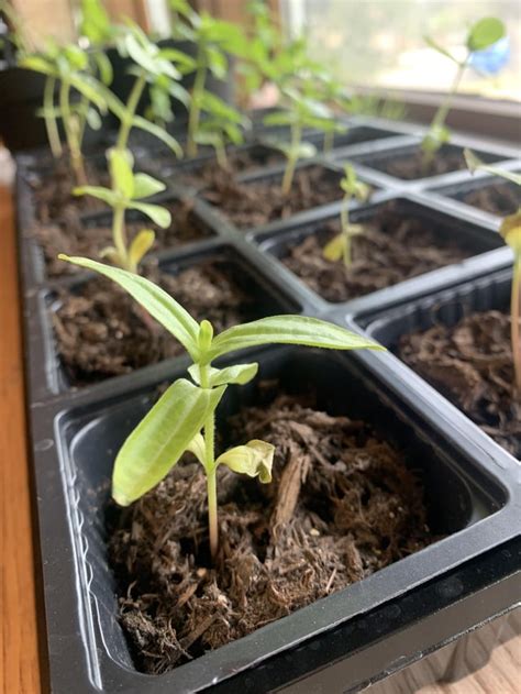 Zinnia Seedlings Rgardening