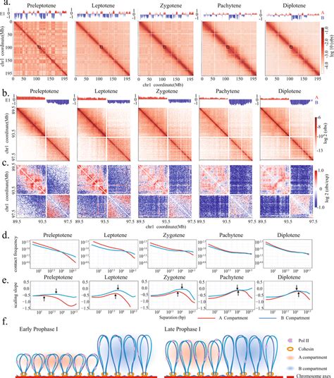 Transcription Coupled Variations In Chromatin Loop Organization During