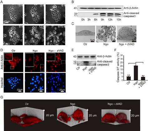Caspase Independent Loss Of Matrix Attachment A Phase Contrast